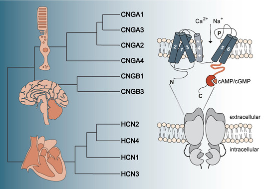Cyclic nucleotide regulated channels (CNG and HCN) - Pharmacology for ...
